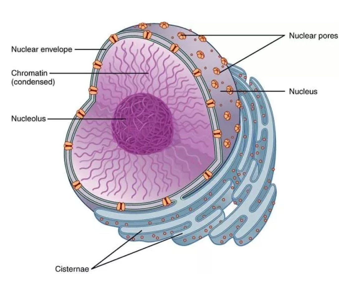 Does spike protein get into the nucleus of cells?