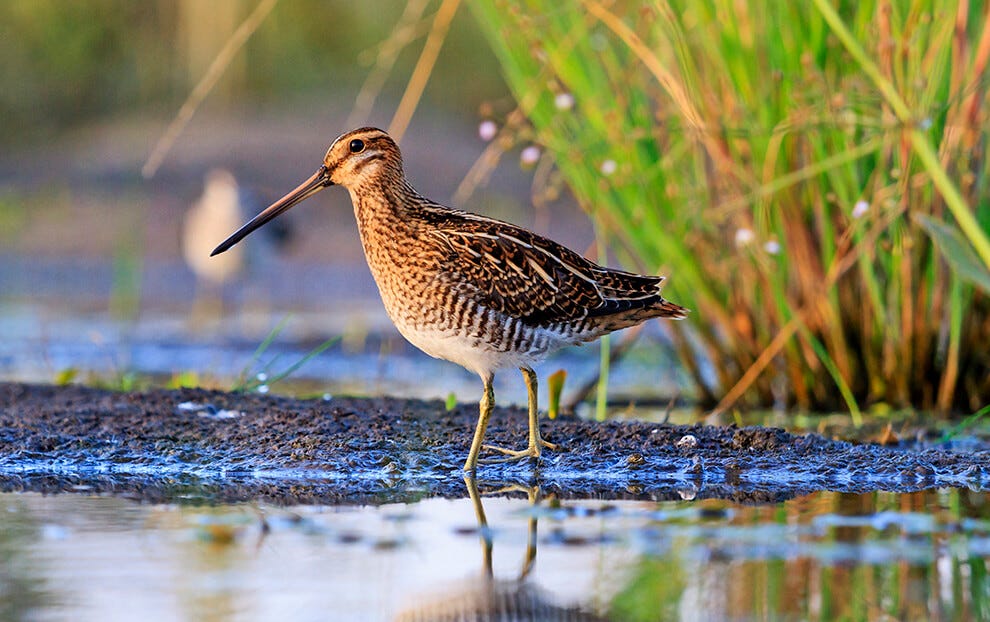 The Snipe Hunt - by Jerry Lambert