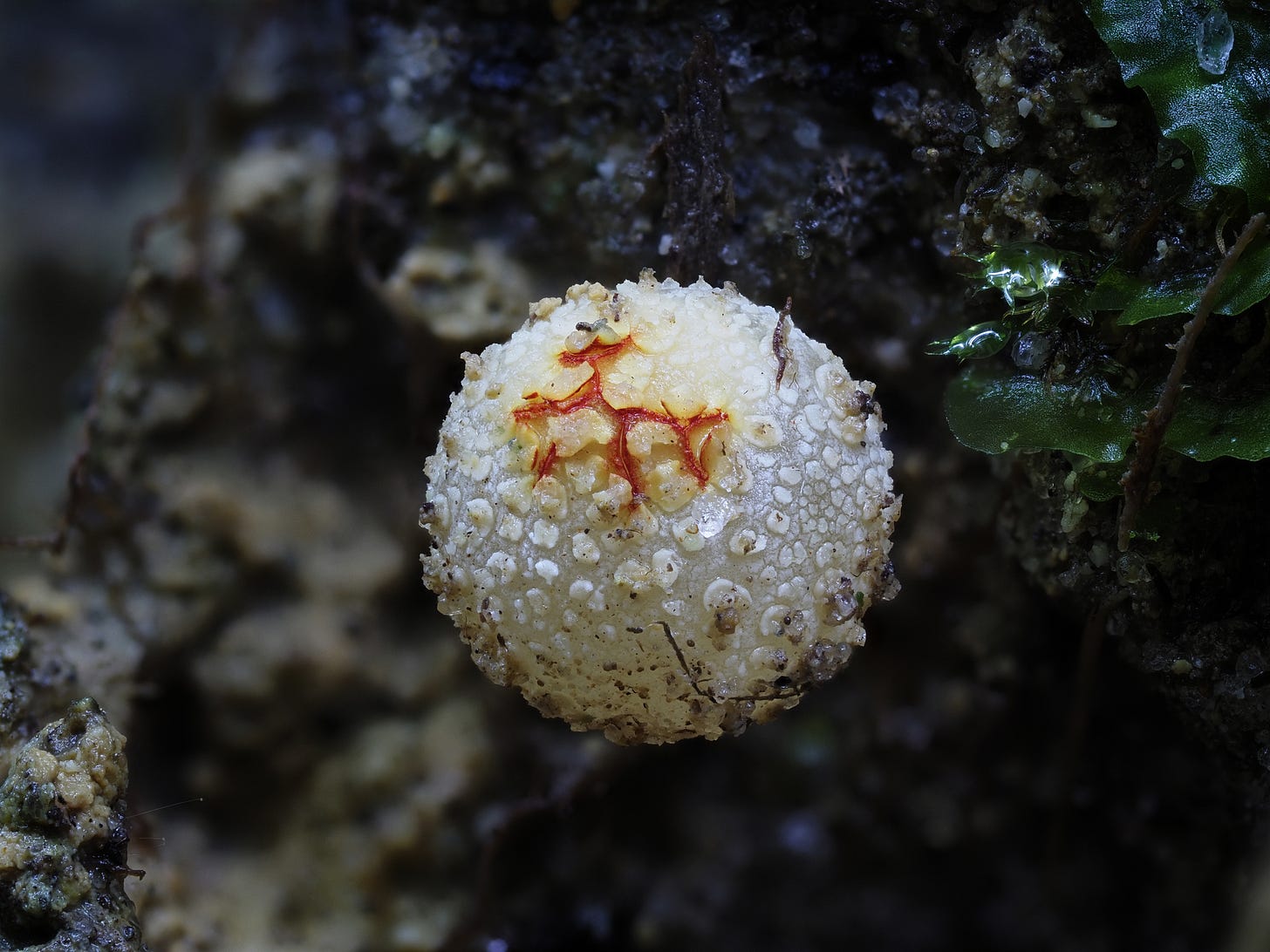 Mushroom Hunting at Penang National Park