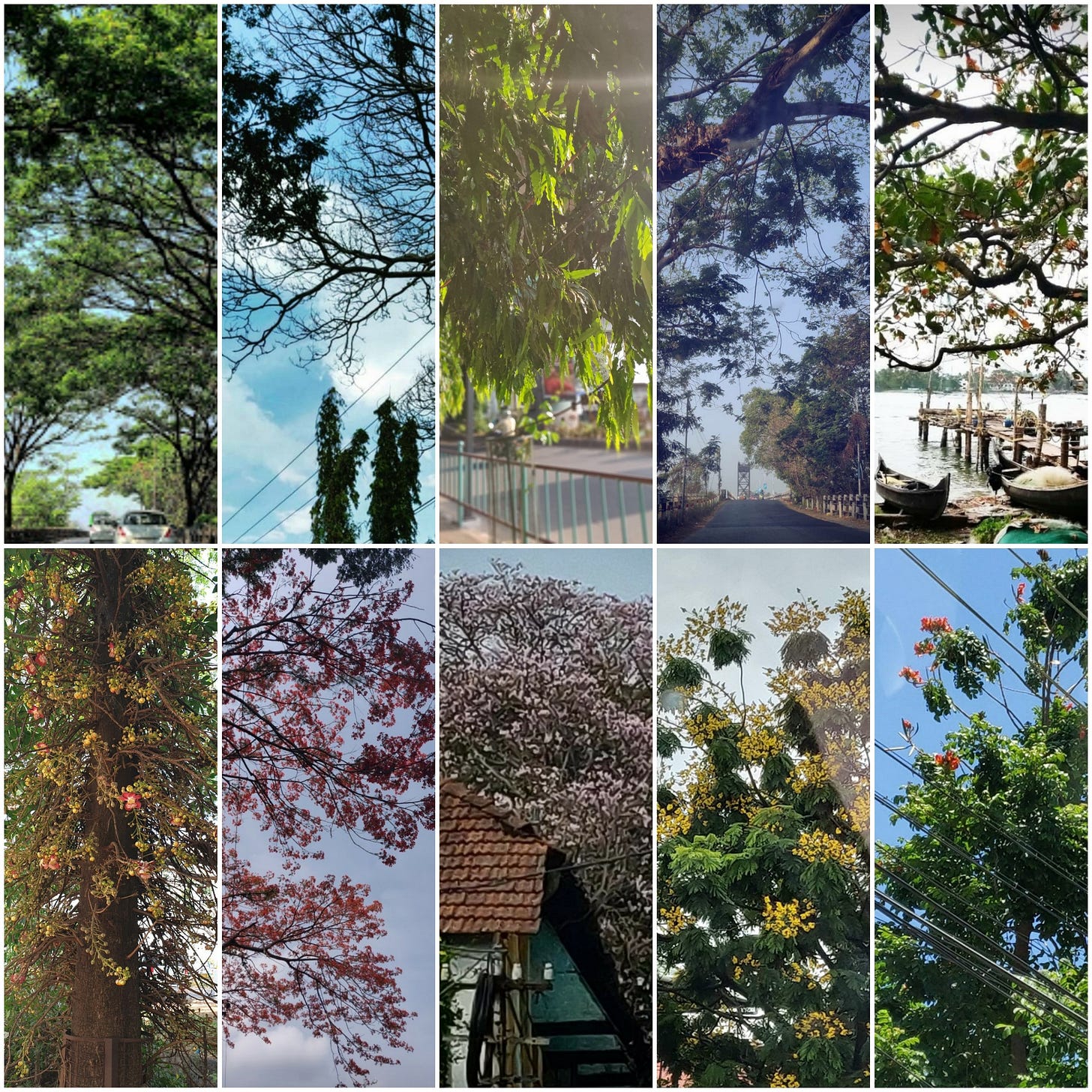 Trees of Cochin - Trees of Cochin