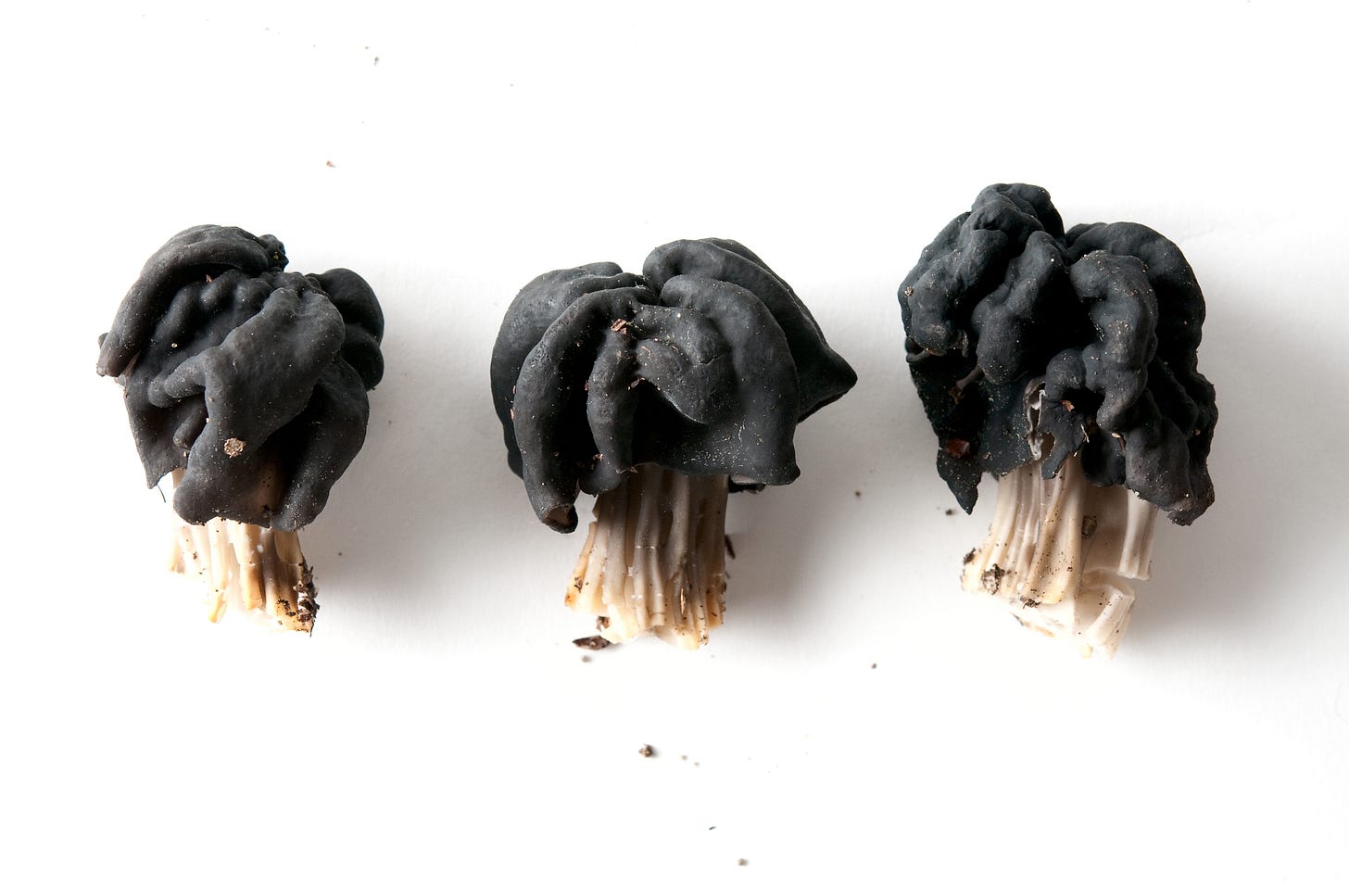 How-To: Scout and Hunt Burn Morels