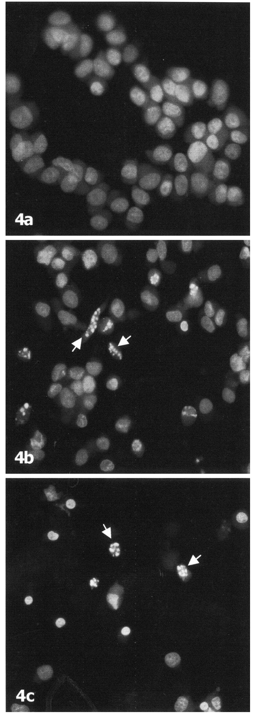 Therapeutics and repurposed drugs for the treatment of cancer