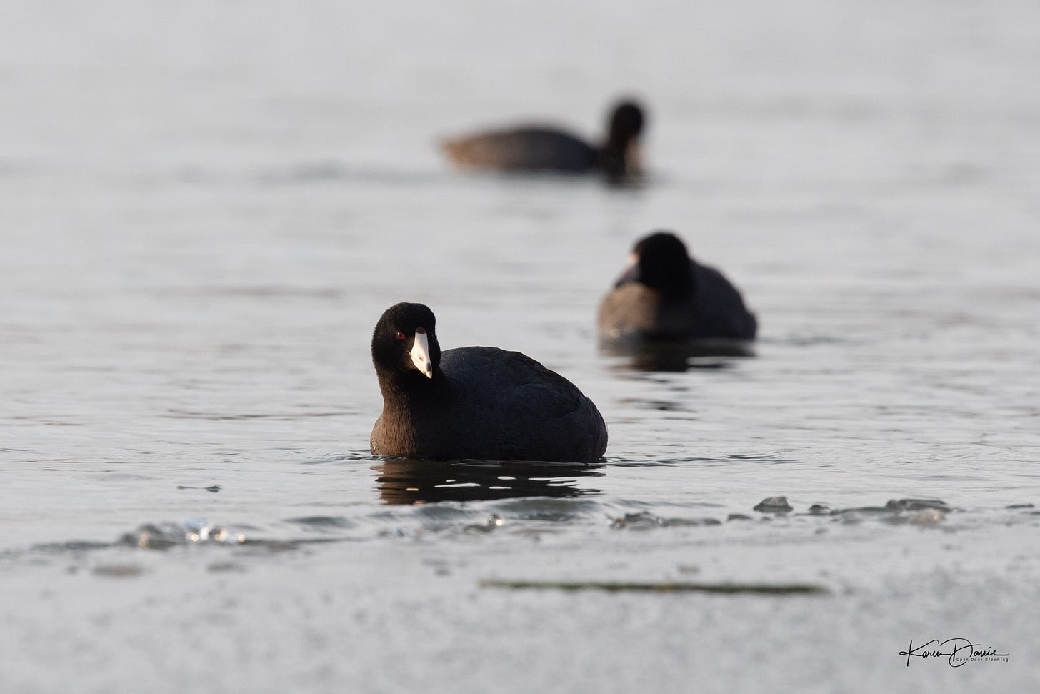 The Cootie Portal - by Karen Davis - Life in the Real World
