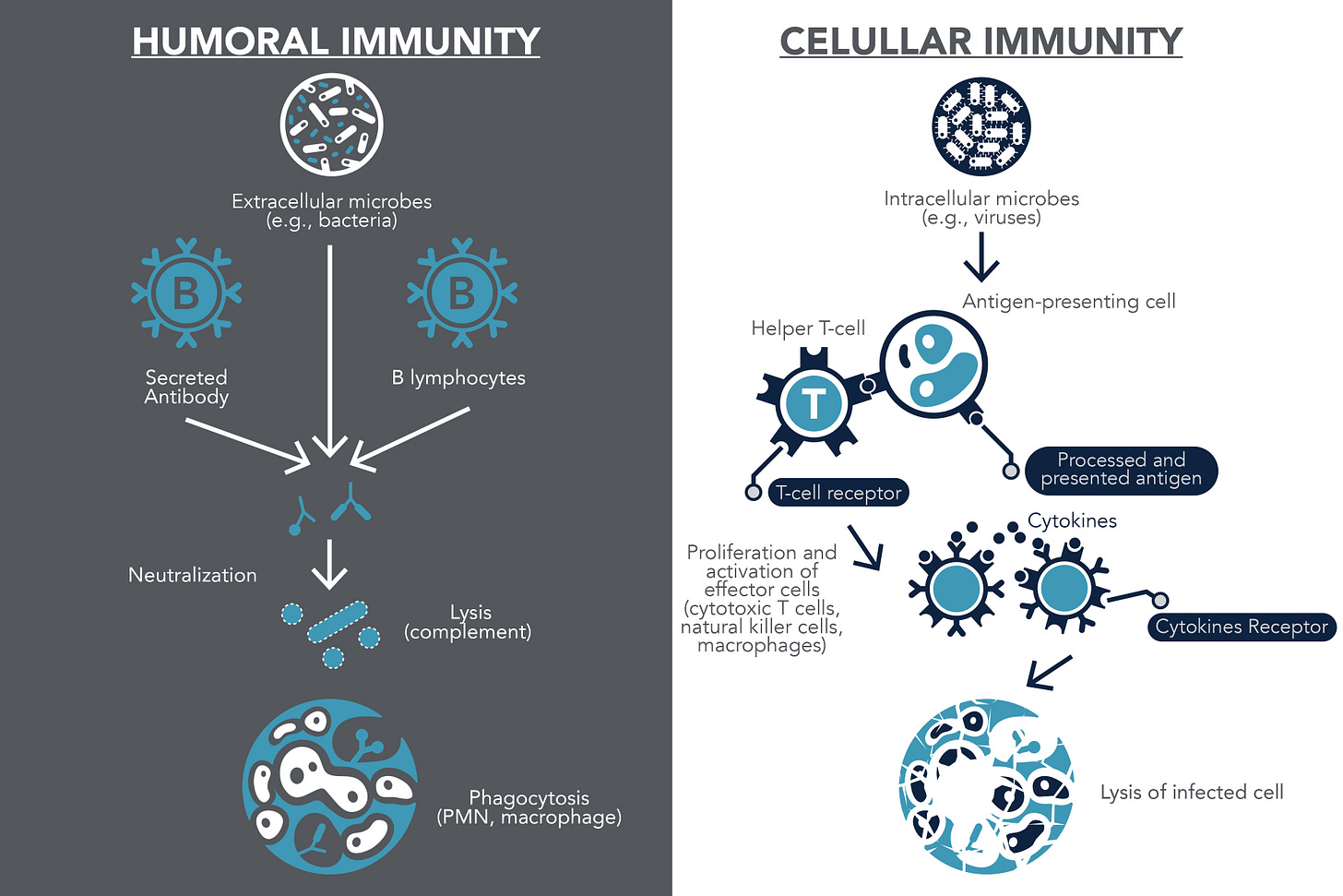 Antibody Mediated Immunity vs Cell Mediated Immunity