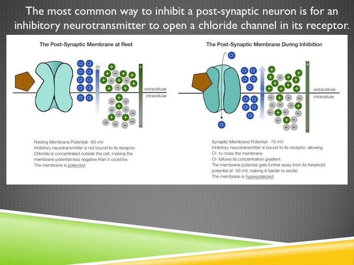39. How Neurons Get Excited - by Chris Masterjohn, PhD