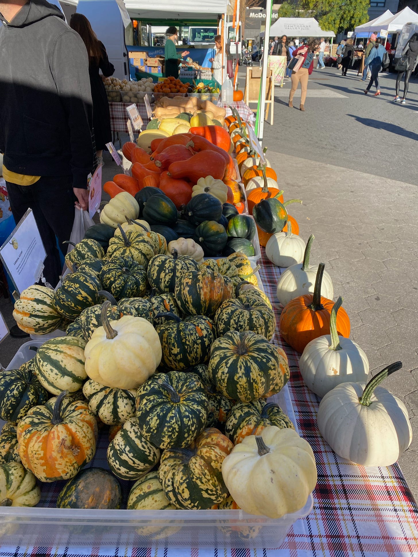 Squashing Your Cooking Plans: How to Roast Squash and What To Do with It