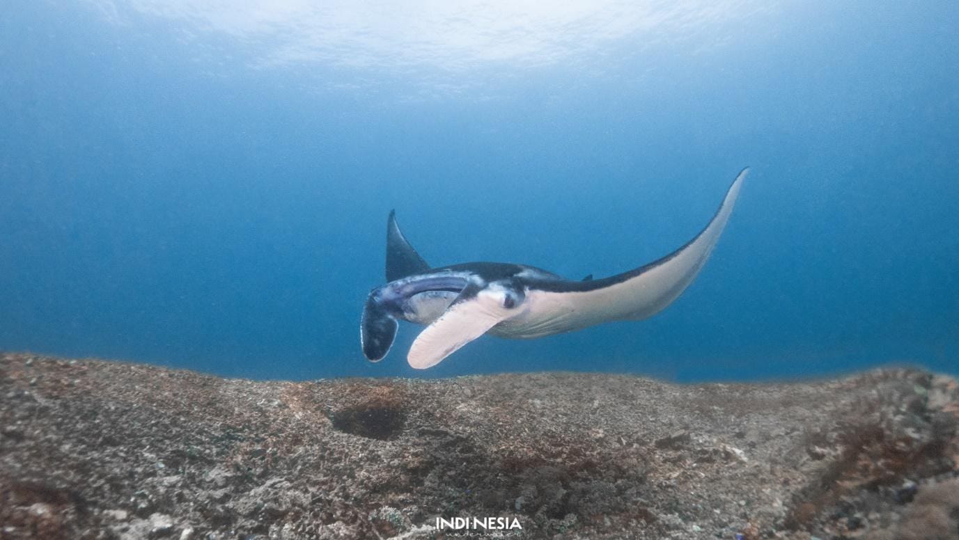 The Sanctuary of Manta Rays: Komodo National Park