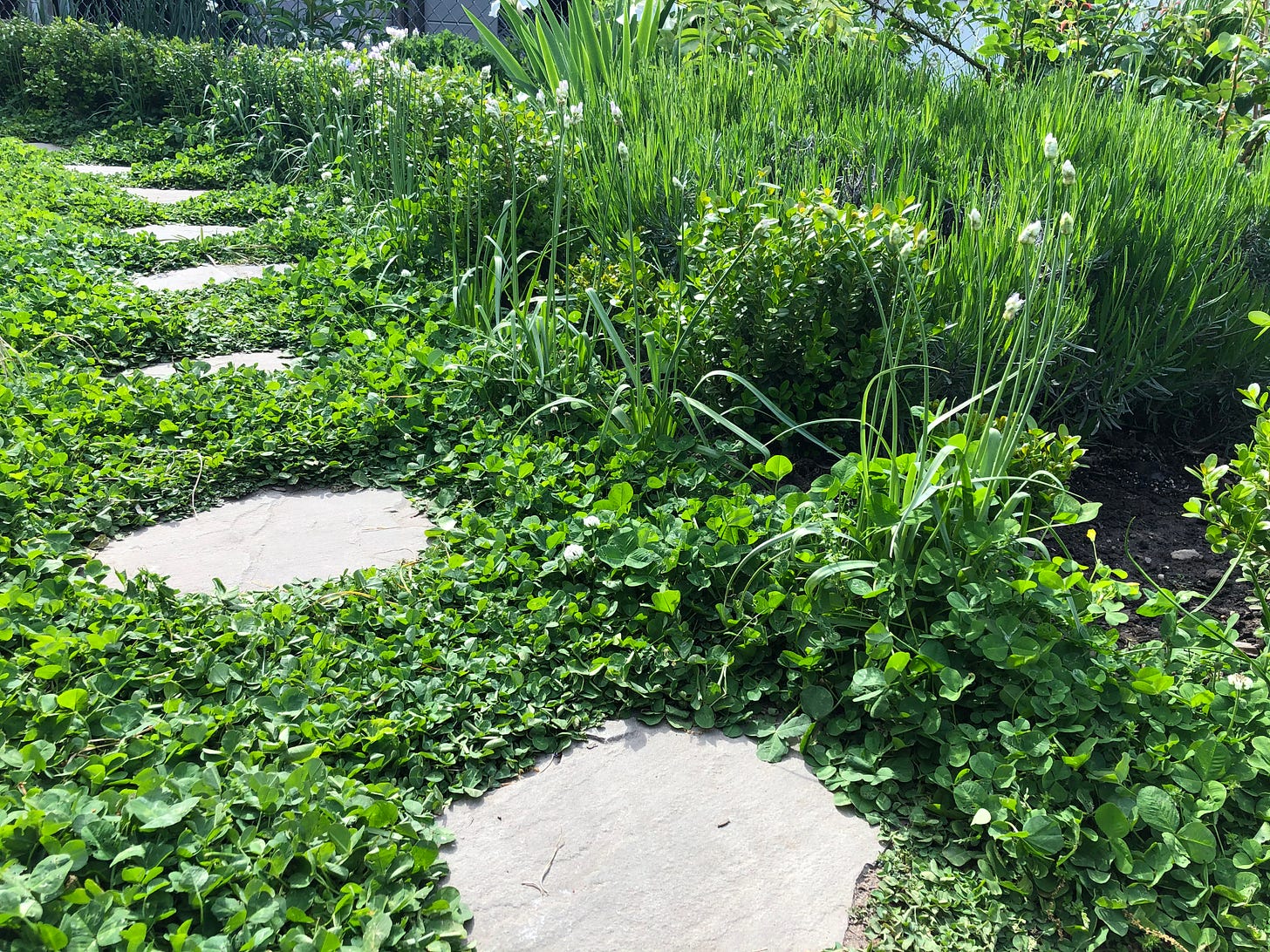 All About The Garden Path - by Steve - Chain Link Garden