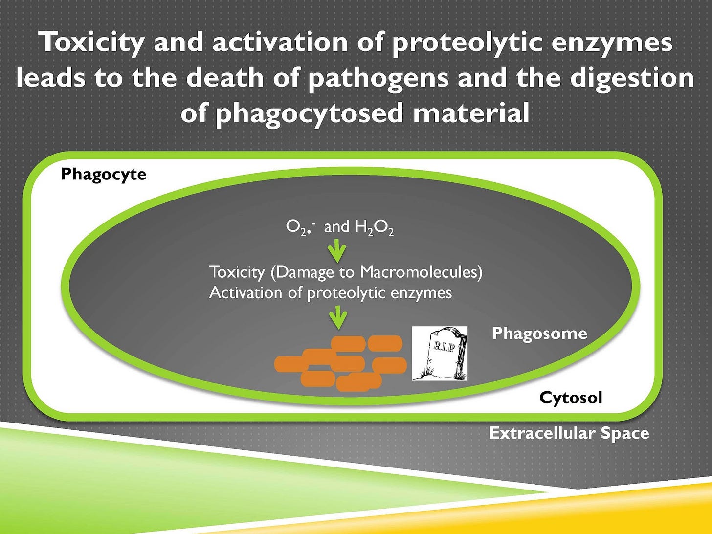 1. Physiological Roles of Oxidants
