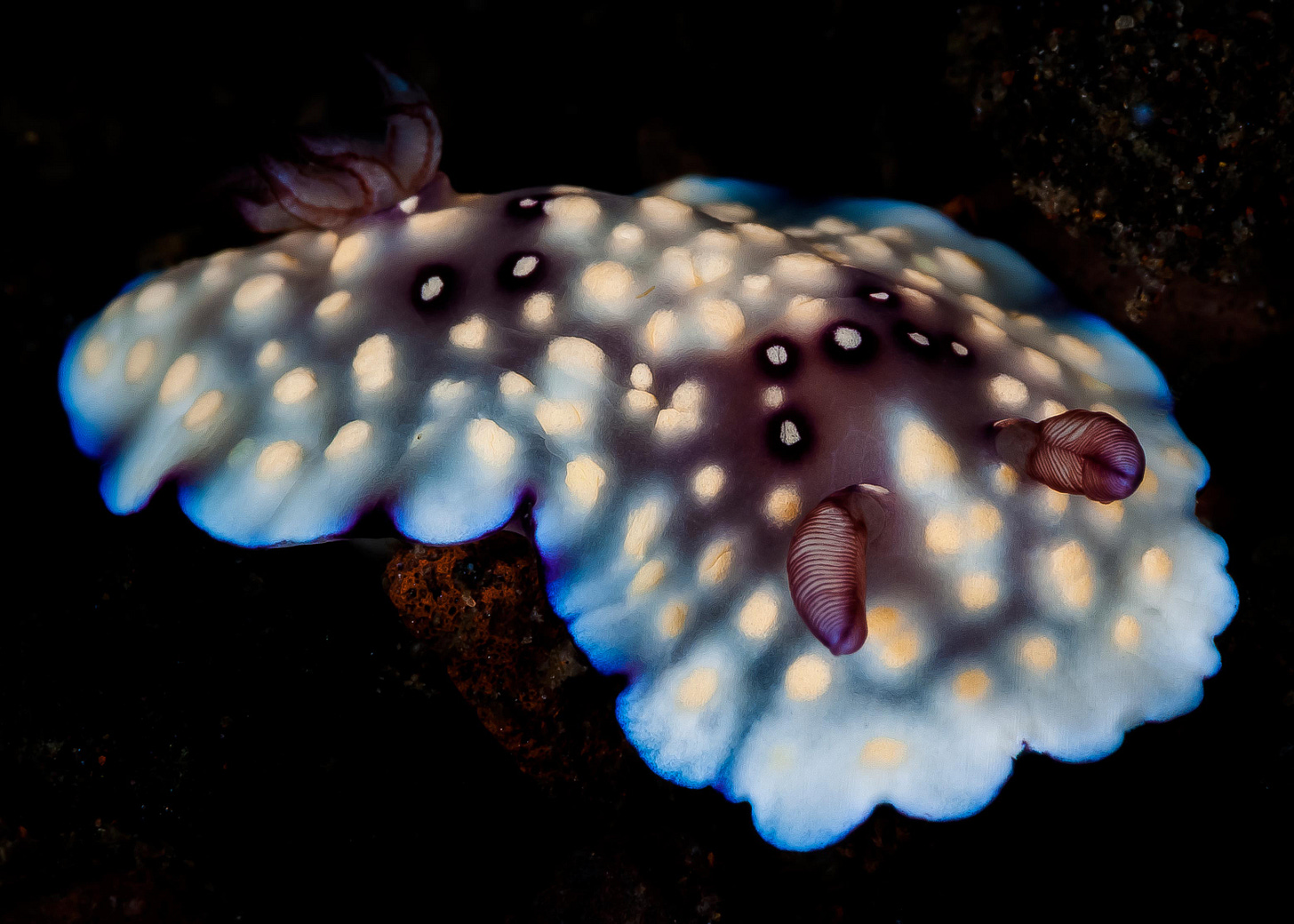 Nudibranchs: The Jewels of the Sea - Ocean Pulse