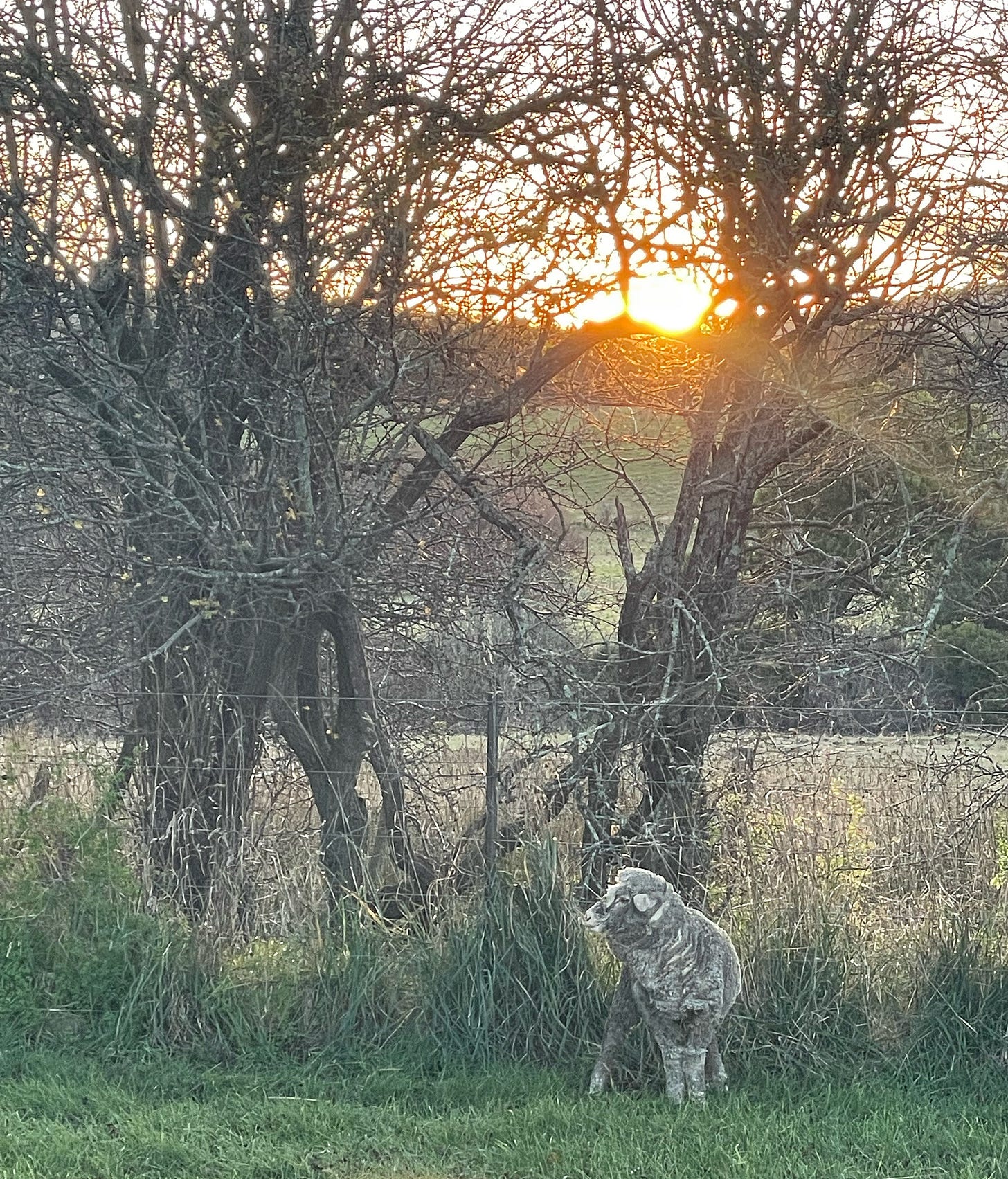 The Sit Spot | Maggie Mackellar | Substack