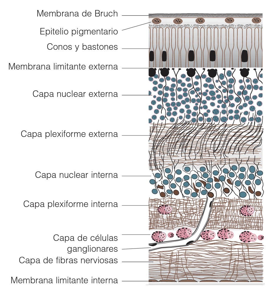 Anatomía del ojo en Oftalmología - by Harold Ferraz