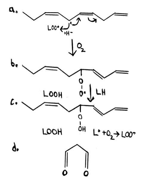 How Essential Are the Essential Fatty Acids?