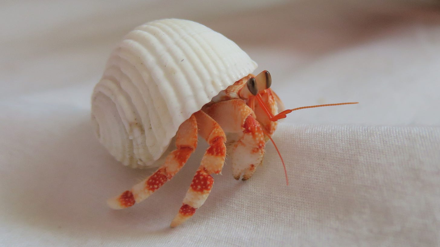 7 | Borrowed Forms in Nonfiction - by Kim Adrian