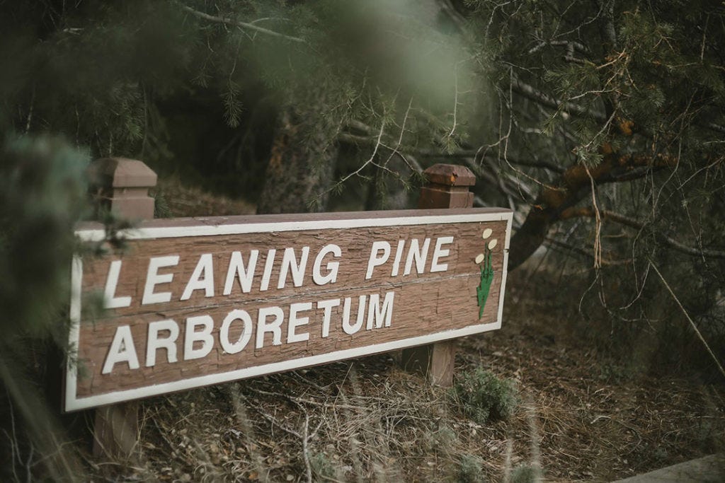 Cal Poly’s Leaning Pine Arboretum Receives $1 Million Donation