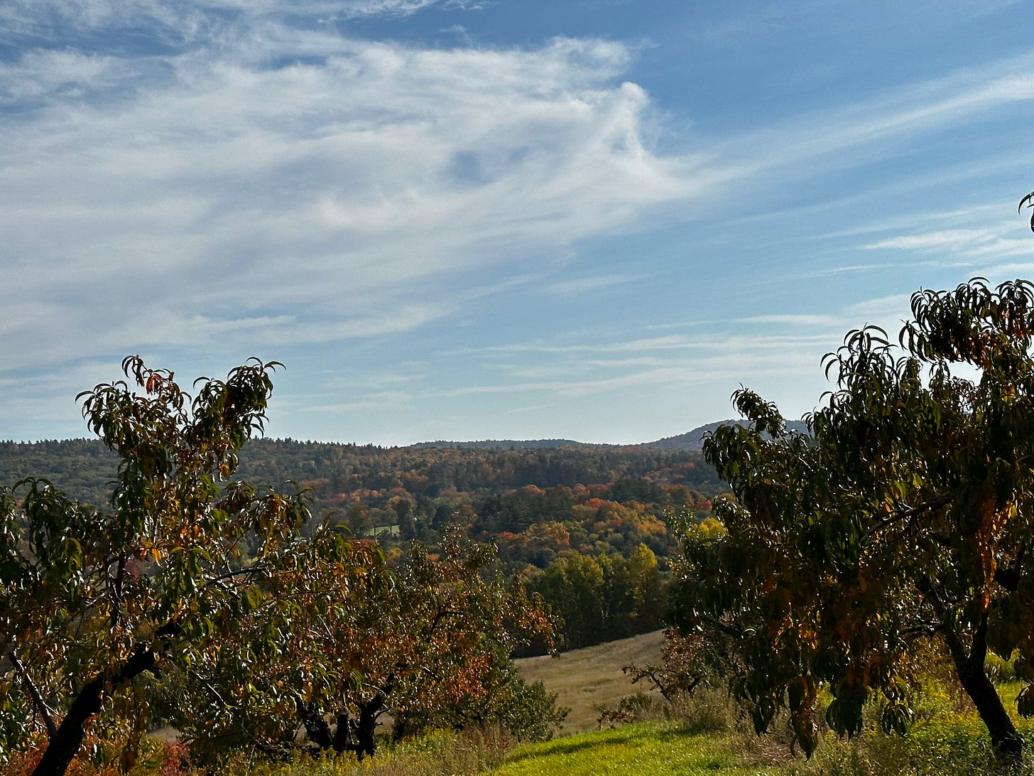 The Barren Fig Tree - by Chantal LaFortune - Missio Dei
