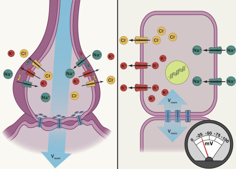 Bioelectricity: the collective intelligence of cells