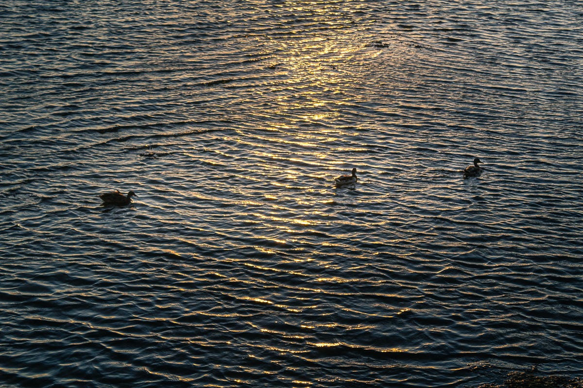 The beautiful and ever changing Ria Formosa - by Diana