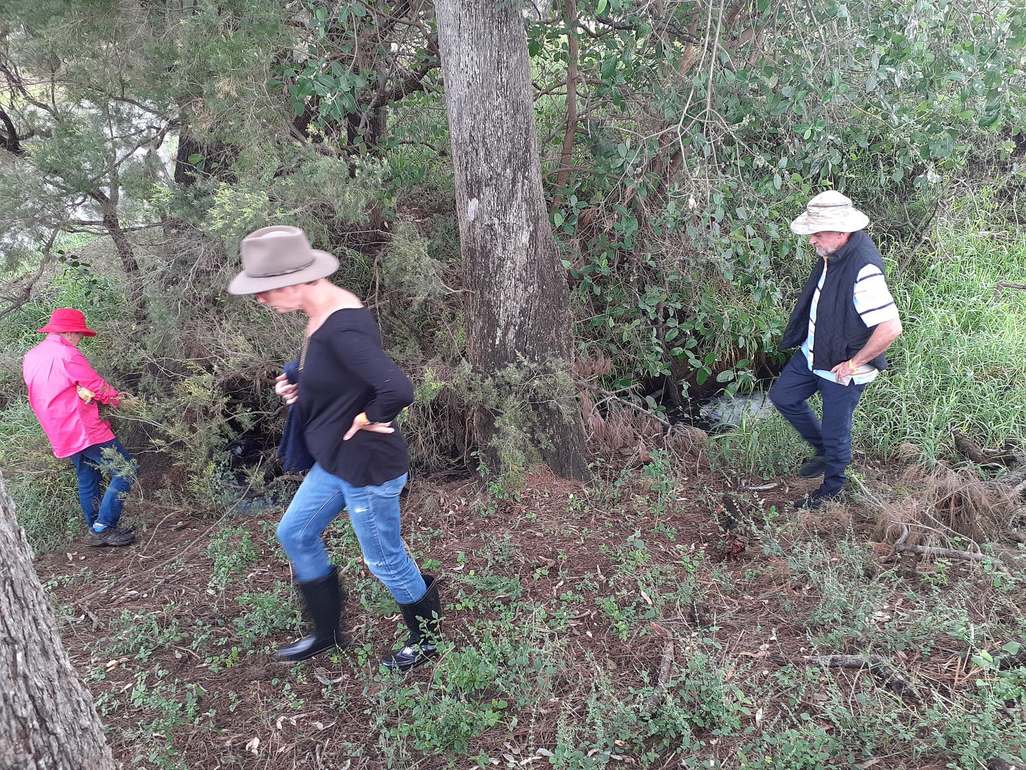 Travellers tails 2022 - Oak Park - by Patrick Durack