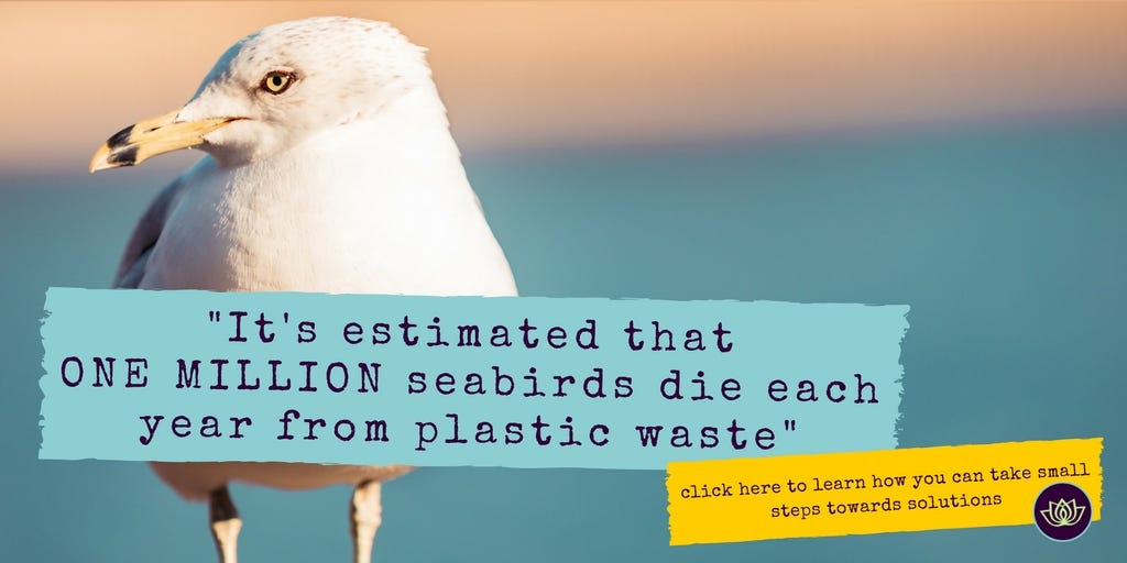 The oceans are full of plastic, but why do seabirds eat it?