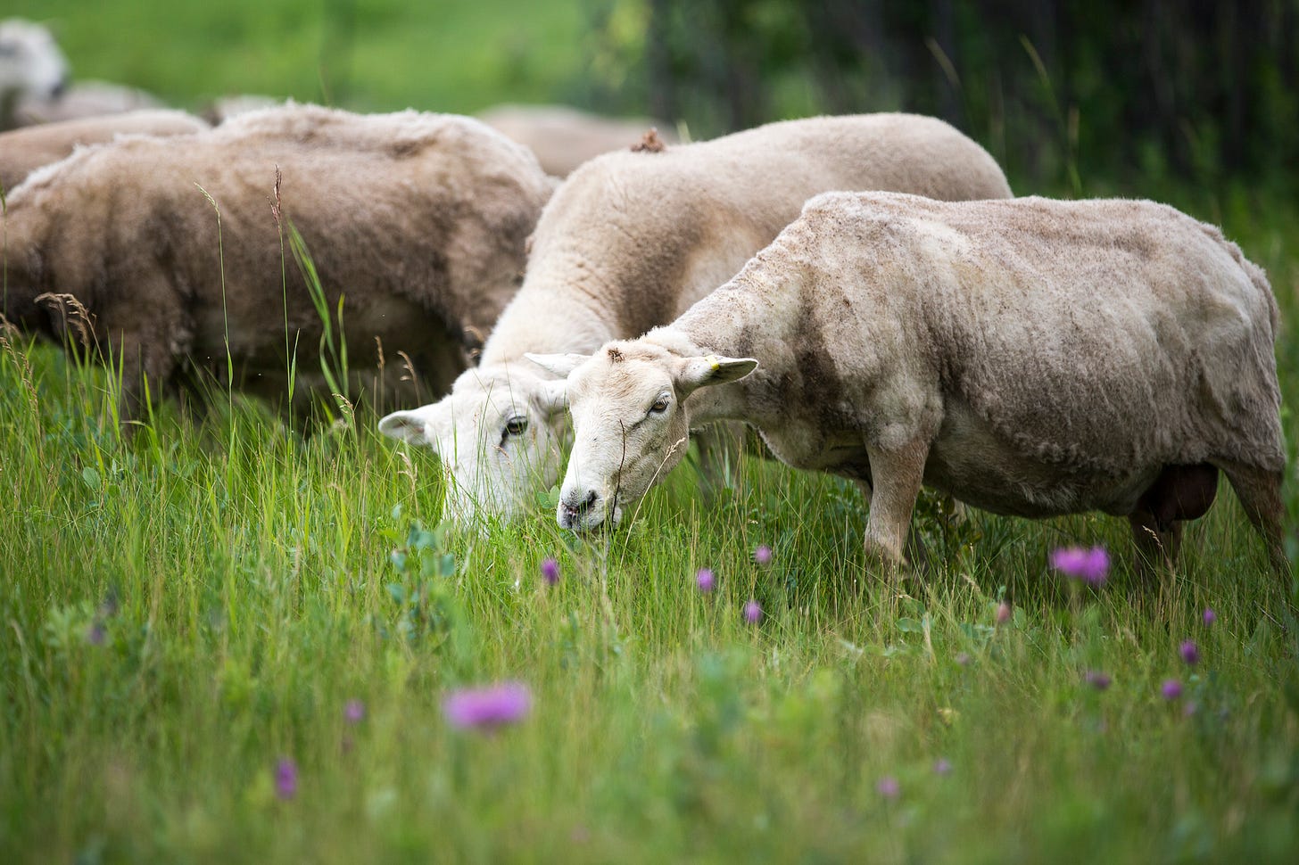 Living Prairie Museum: A Glimpse into our History