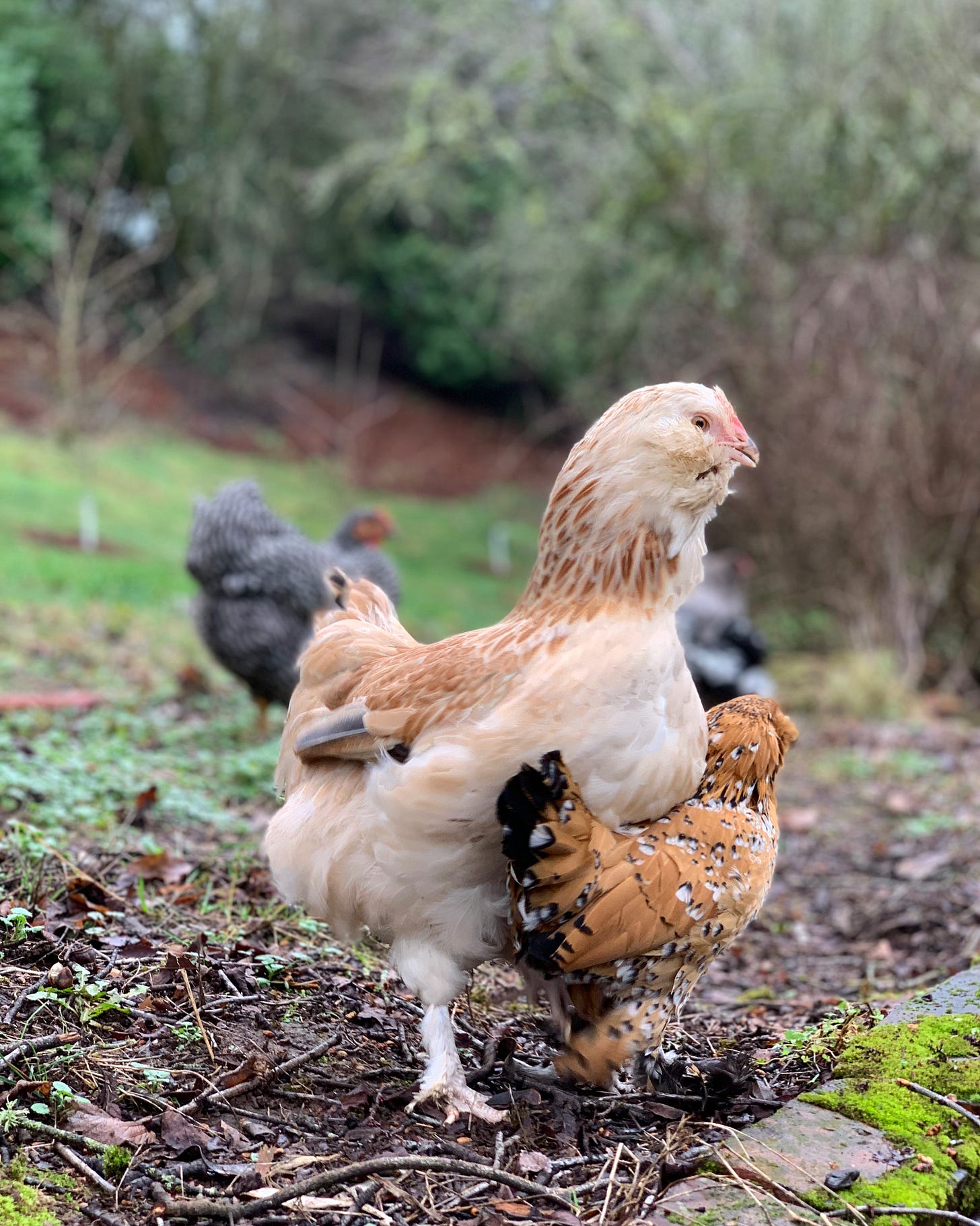 The House Chicken - by Tove Danovich - Under the Henfluence
