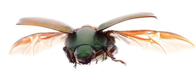 Atlantis the Scarab City PART 1 - by Nicholas Fenning