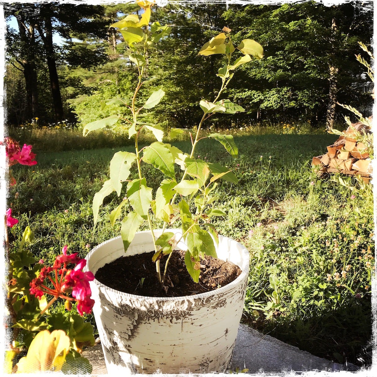 "You're like the Quaking Poplar" - by Barbara Sinclair