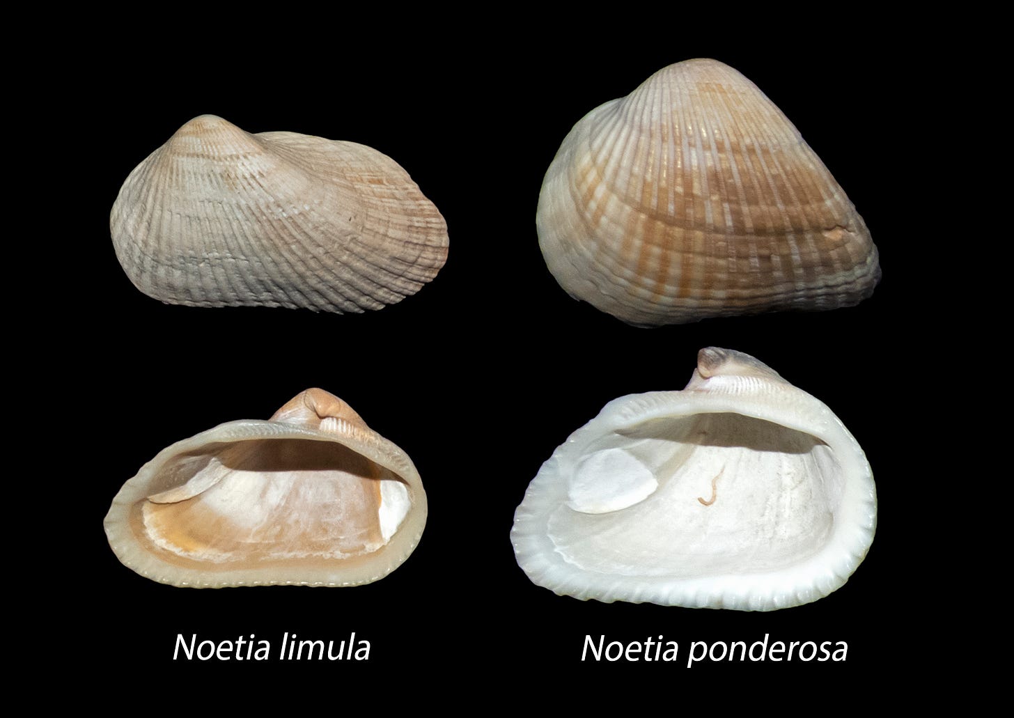 How I Touched Extinction - by Bryan Pfeiffer