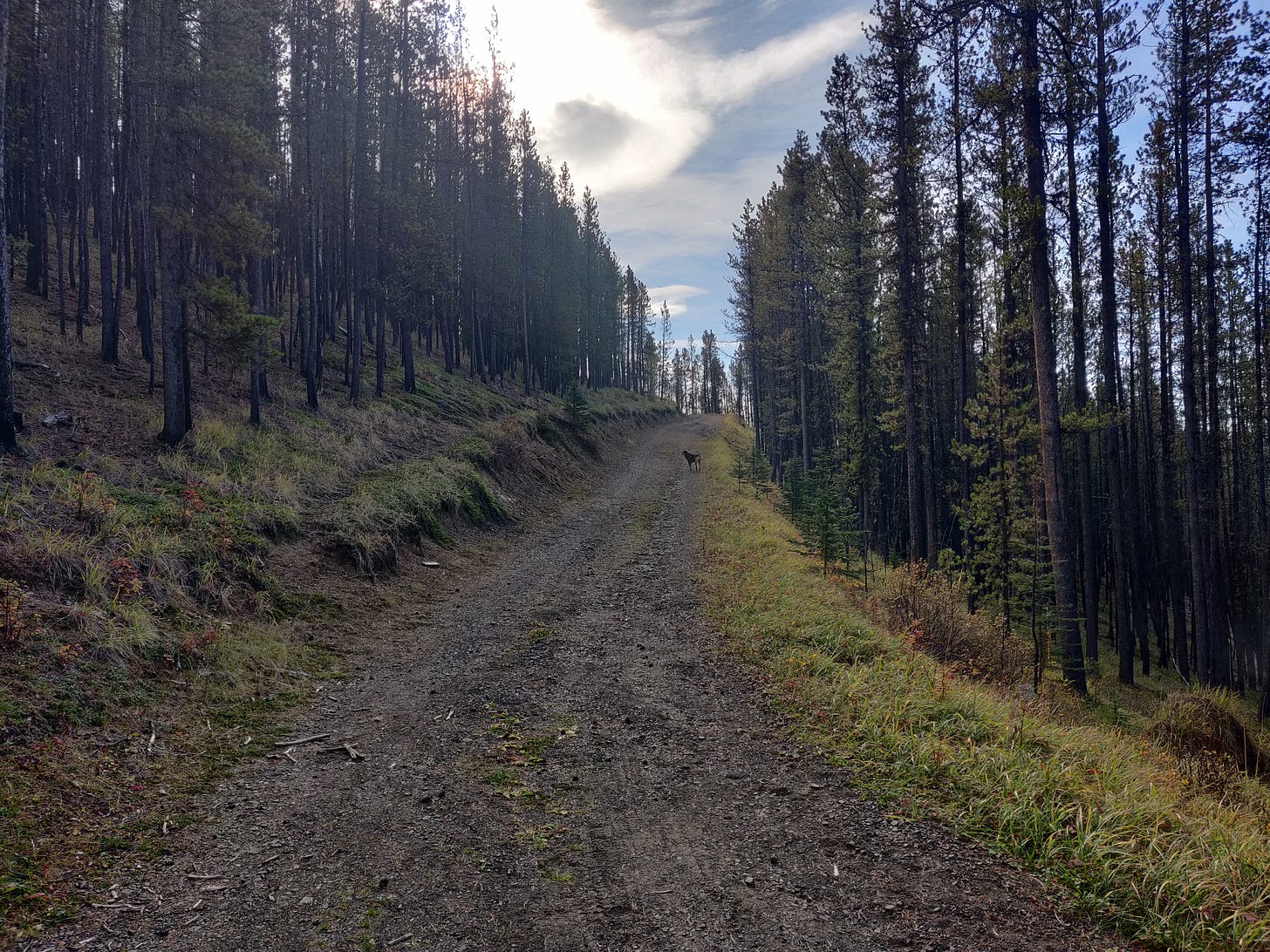 🔥🥾Hike To a Fire Lookout (Or Two) - by Annalise & Cailynn