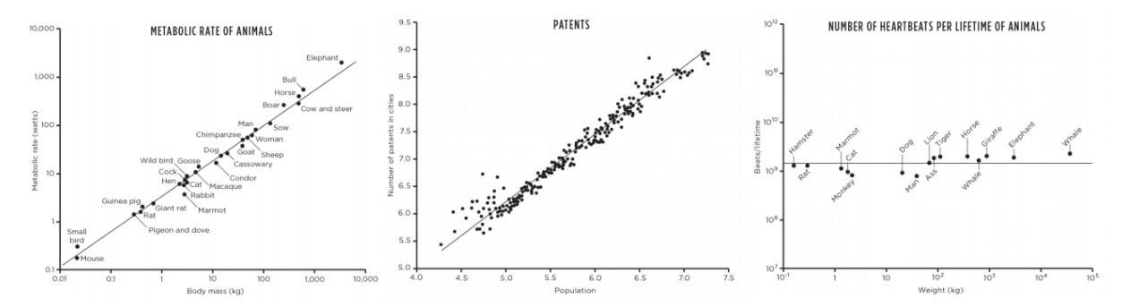 Scale by Geoffrey West | thinkthinkthink #13