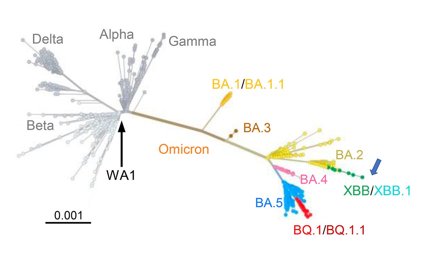 COVID in China, the U.S., and everything in-between
