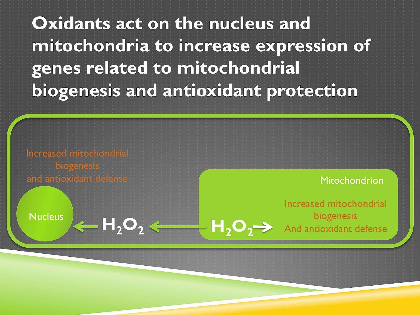 1. Physiological Roles of Oxidants
