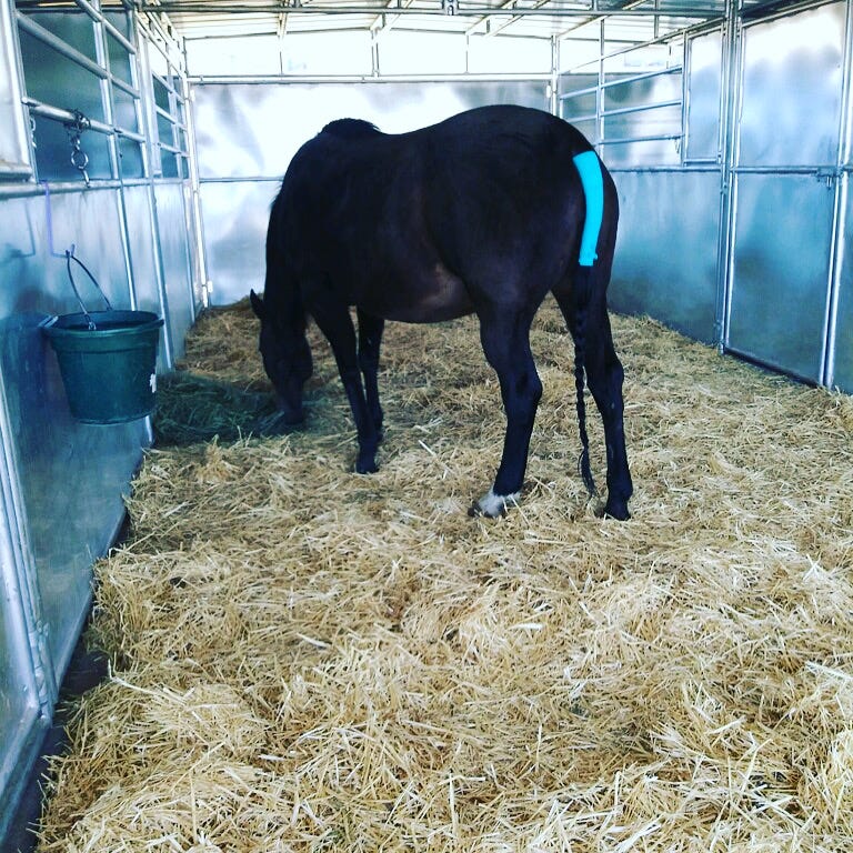 Nicole Knows | Nicole Cliffe | Substack