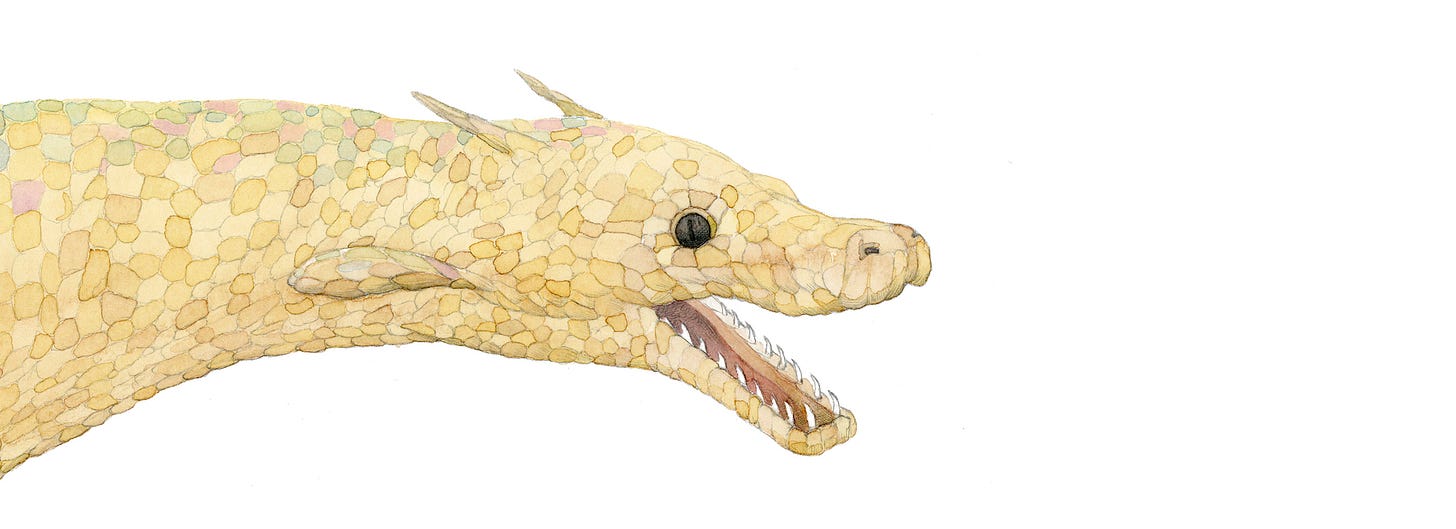 Megafauna Snakes - by James Tylor and Matt Chun