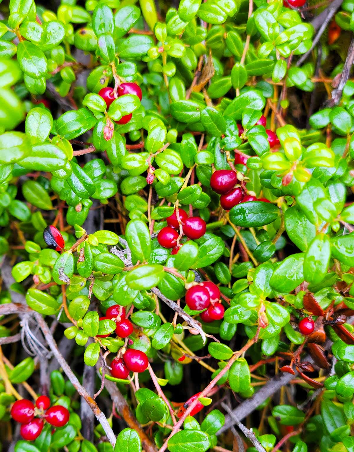 Slamming Some Type II 'Fun' - by Hank Shaw - To The Bone