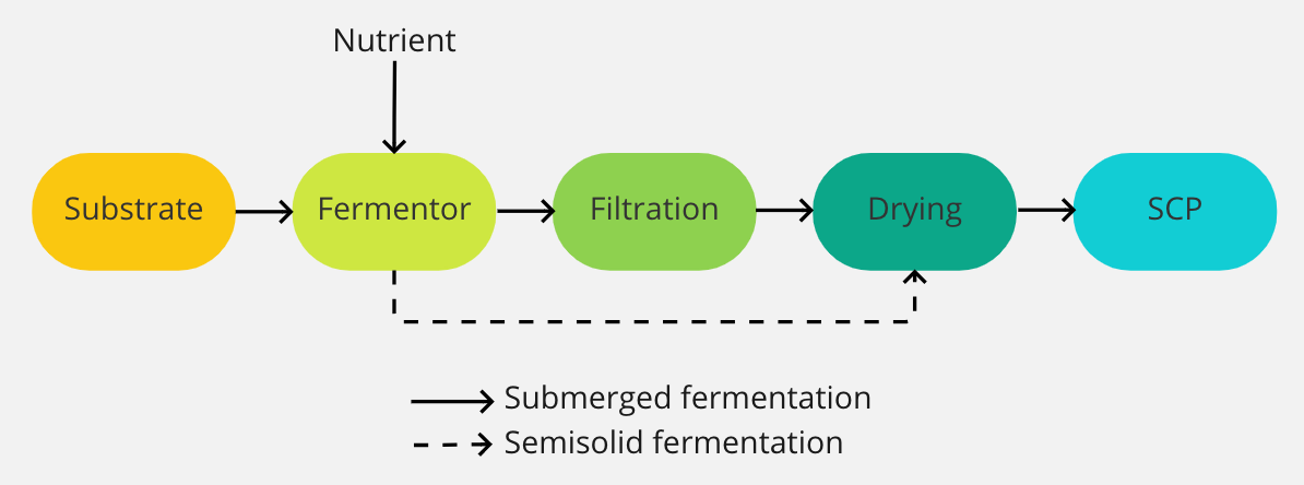 Single Cell Protein Production Process - by Linda Chen