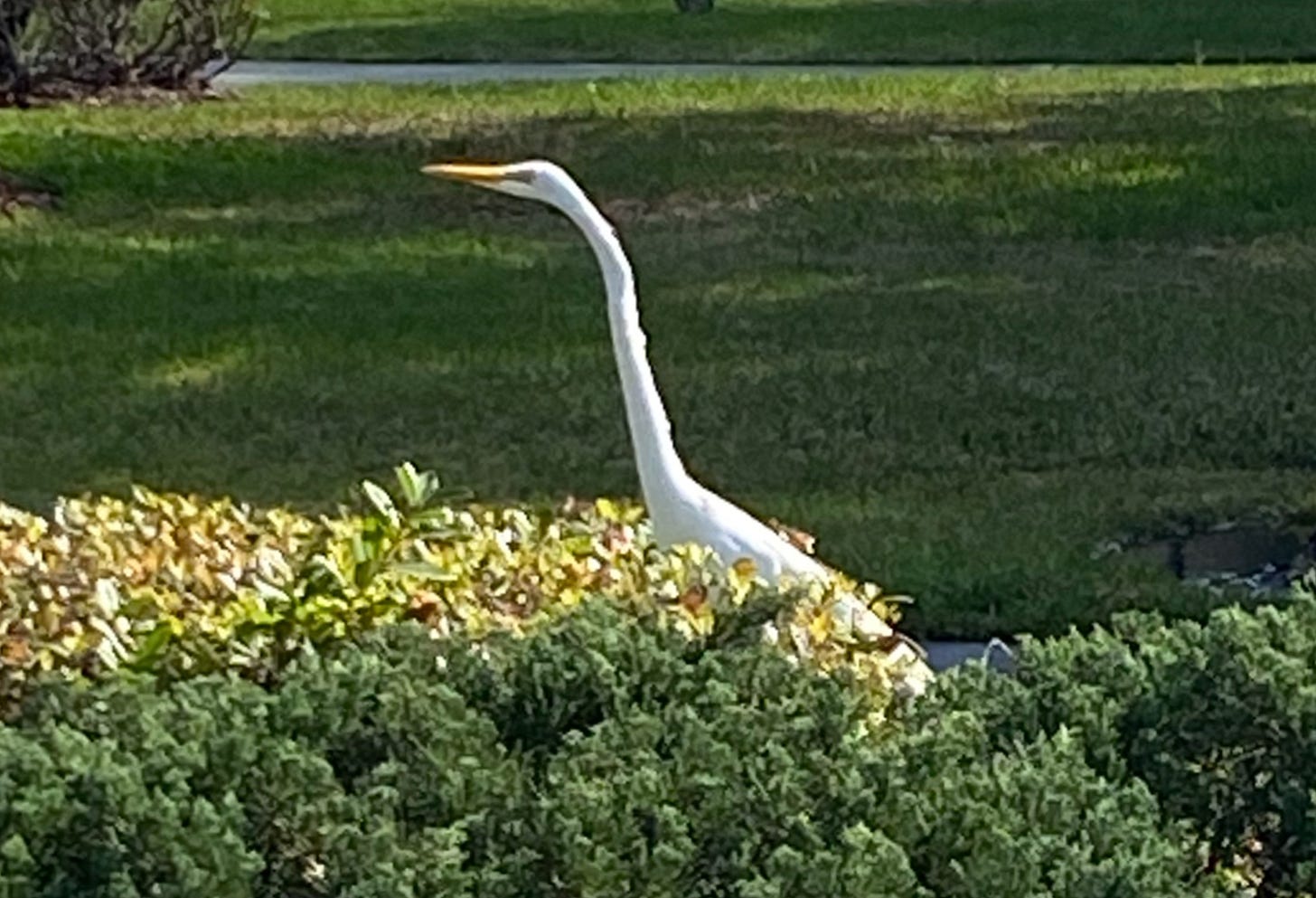 Guffaw | Kyrie Gray | Substack