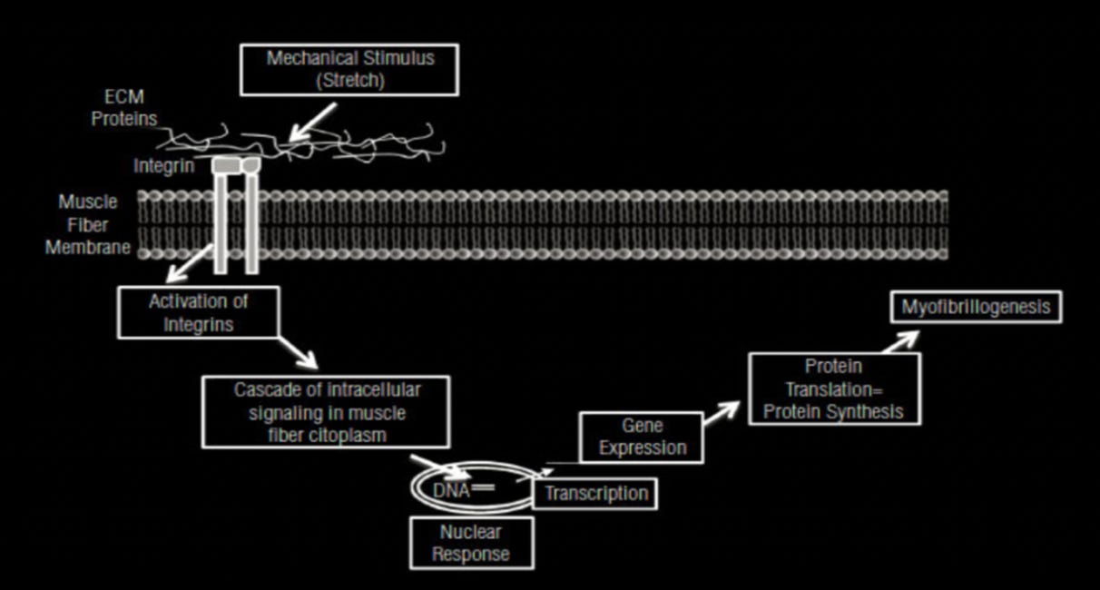 Hypertrophy: Adaptation Mechanisms & Training Guidelines