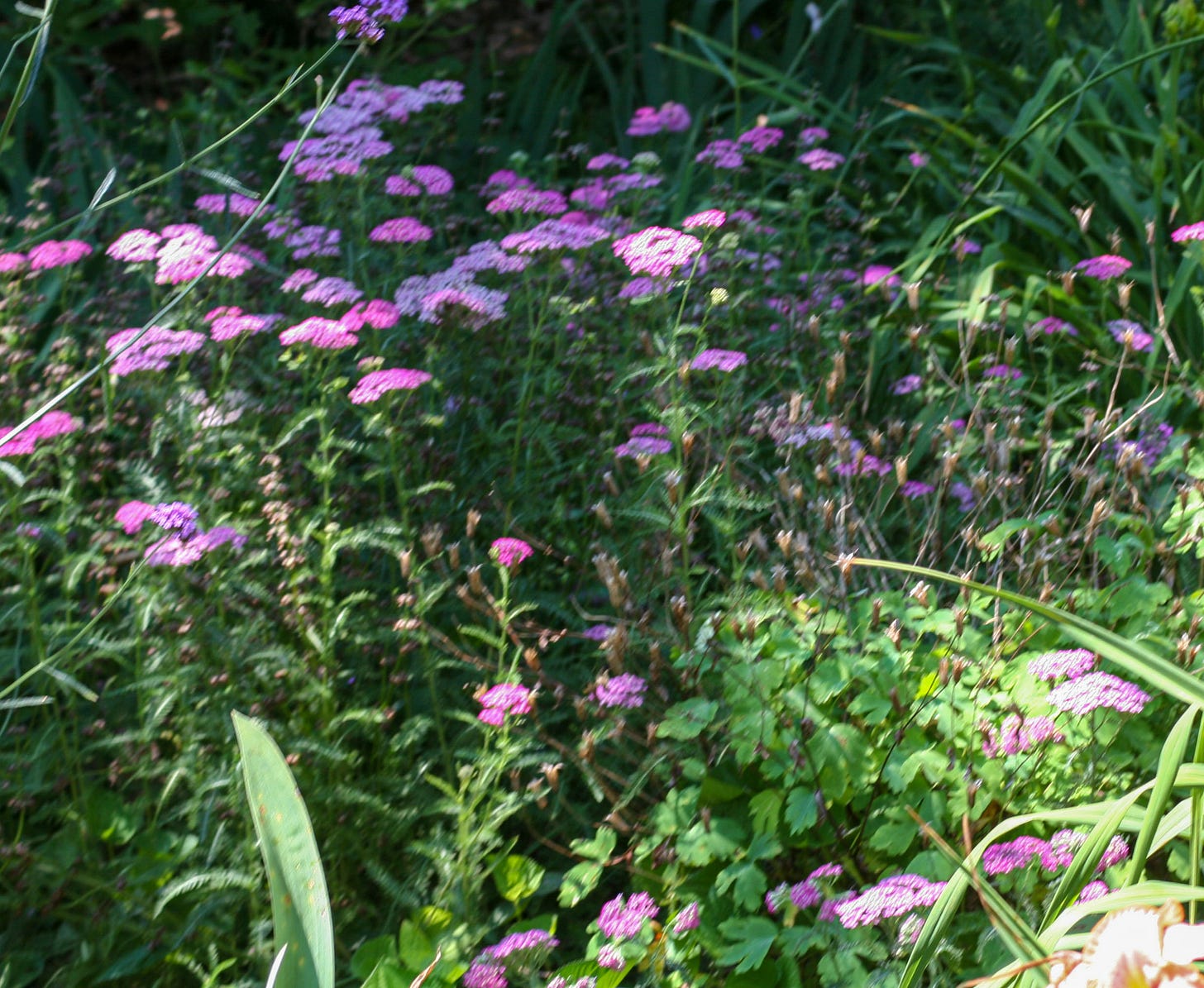 15 Plants for Companion Planting With Pumpkins - A Garden Diary