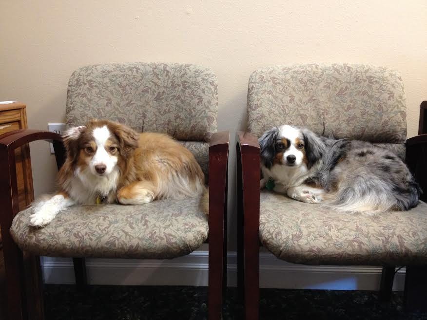 Dogs Play Many Roles - by Tana - Life's Journey