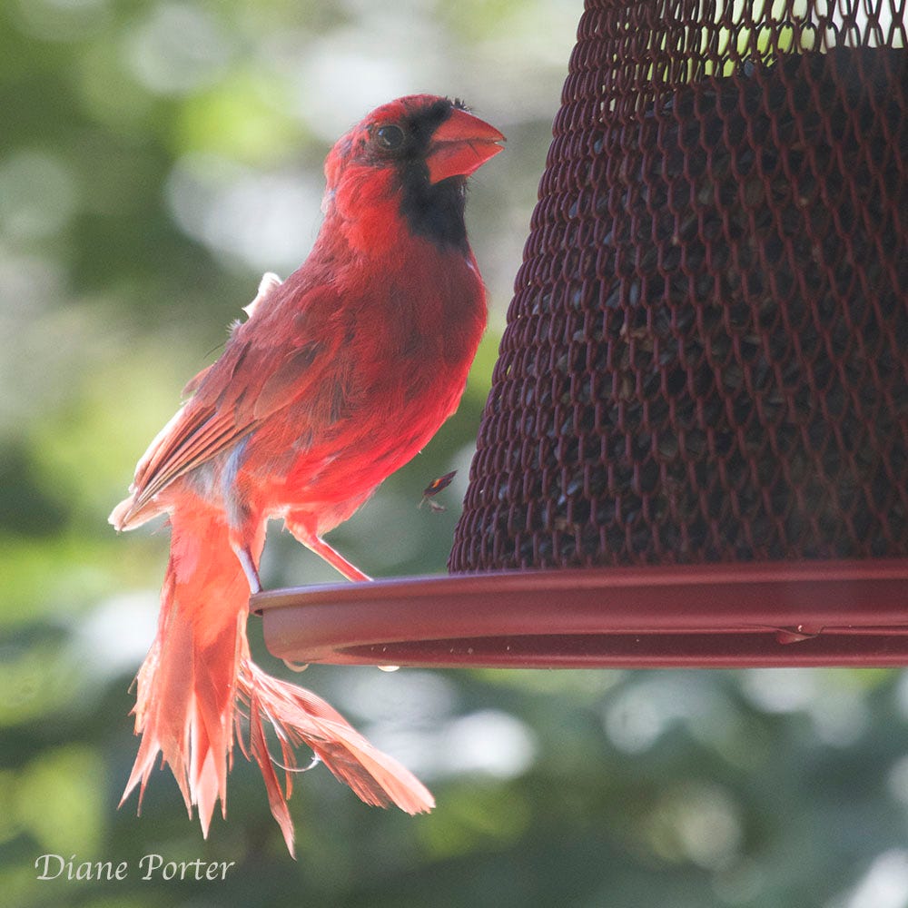 Cardinal Fresh for Winter - by Diane Porter - My Gaia