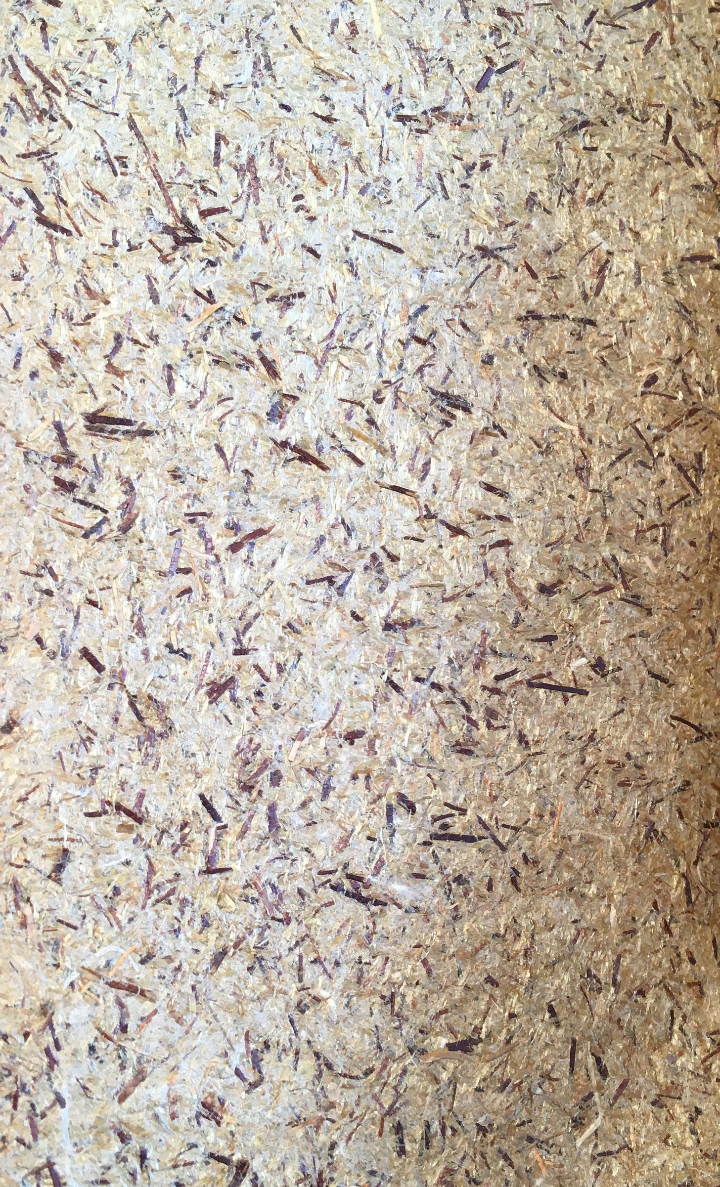 Paper, wasps, dandelion roots - by Adam Smyth - TEXT!