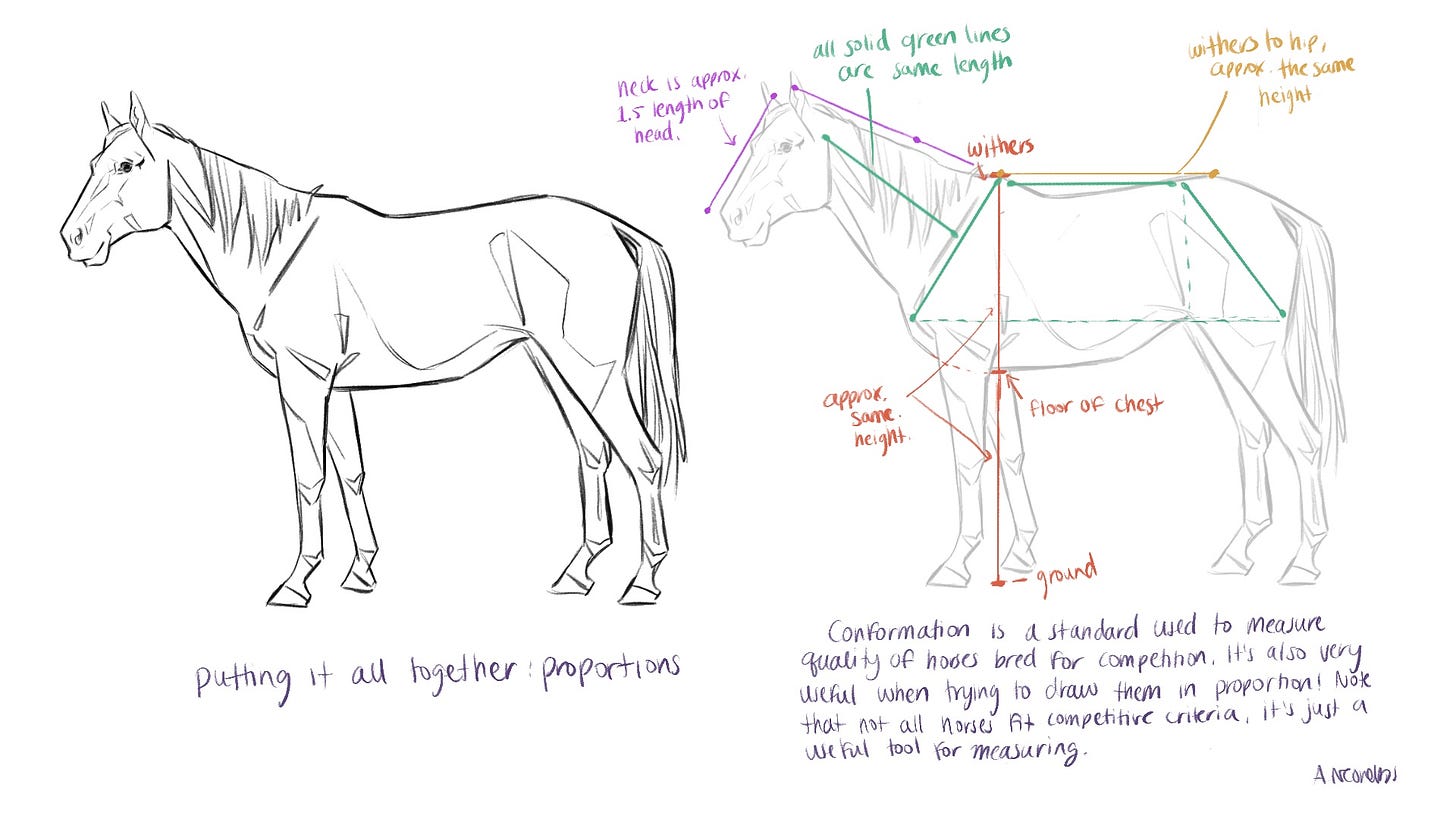 Horse Drawing Notes - Alexandria Neonakis' Sketchbook