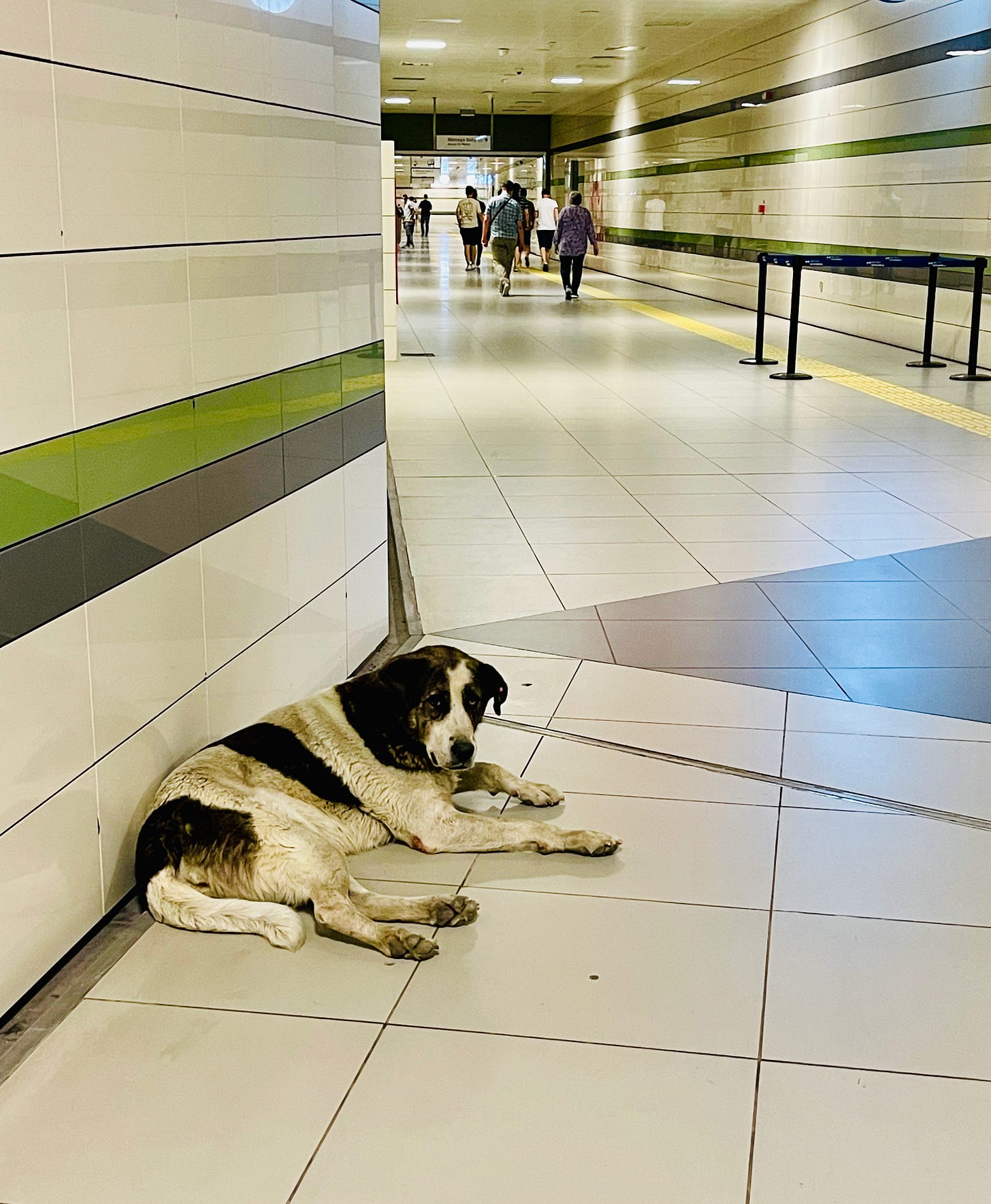 The Cats (and Dogs) of Istanbul