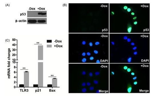 Repurposing of the antibiotic Doxycycline as an antiviral and anti ...