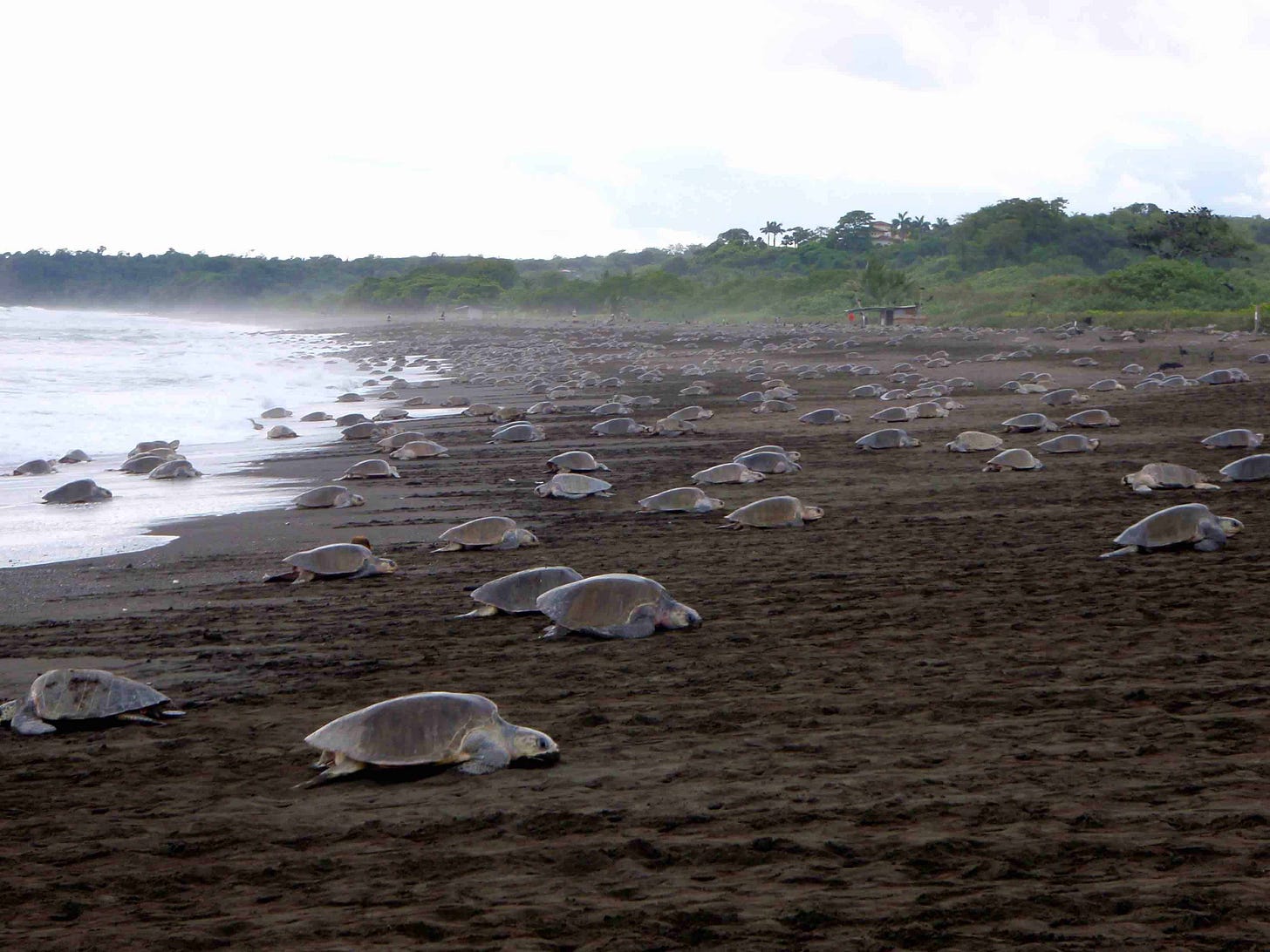 The incredible sea turtle arribadas in Costa Rica