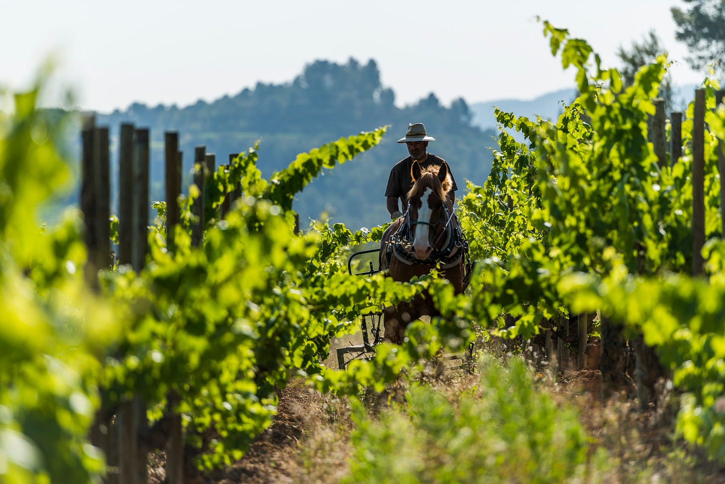 Why Cava is so much better than Champagne