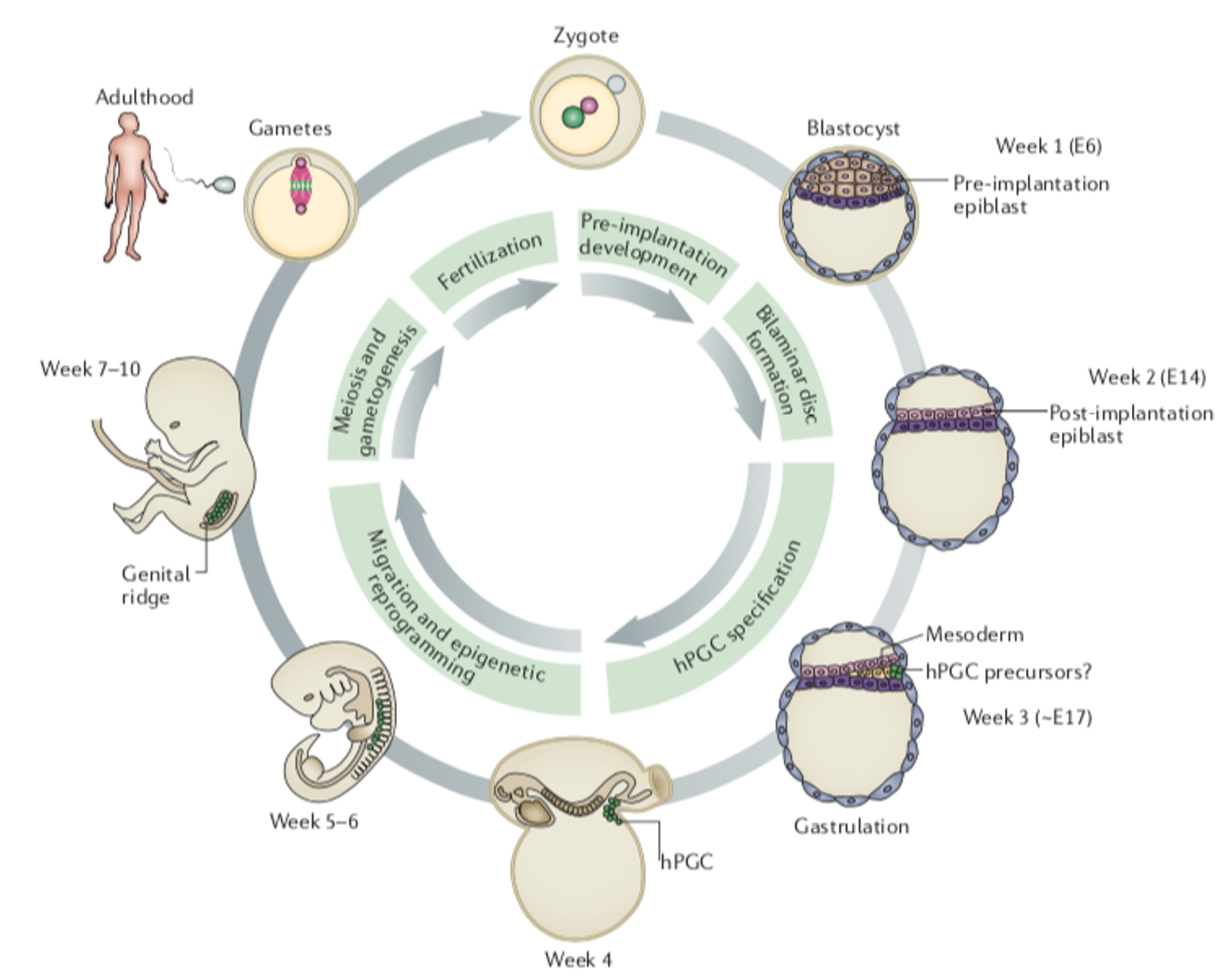 Epigenetics of the mammalian germline - by Metacelsus