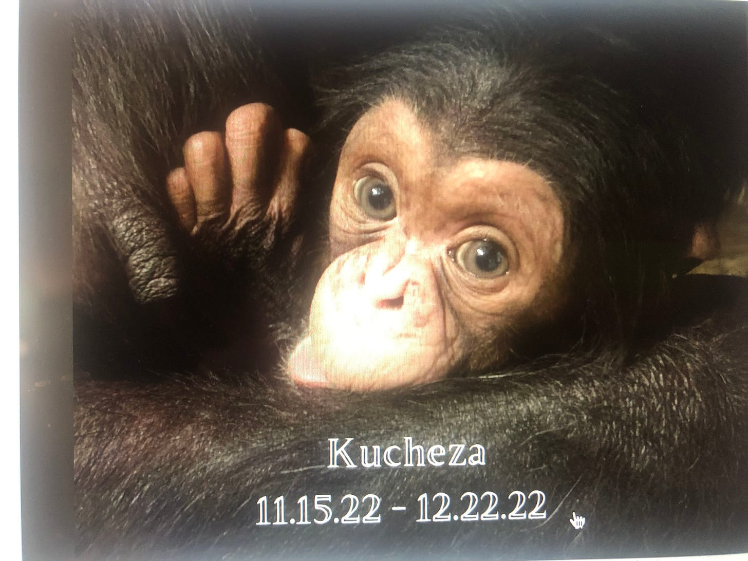Died Suddenly: Beloved Baby Chimp Kucheza Found Dead In Mother's Arms ...